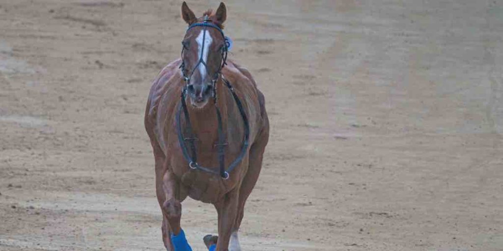 Palio di Siena 2025: data, contrade e dove vederlo in tv