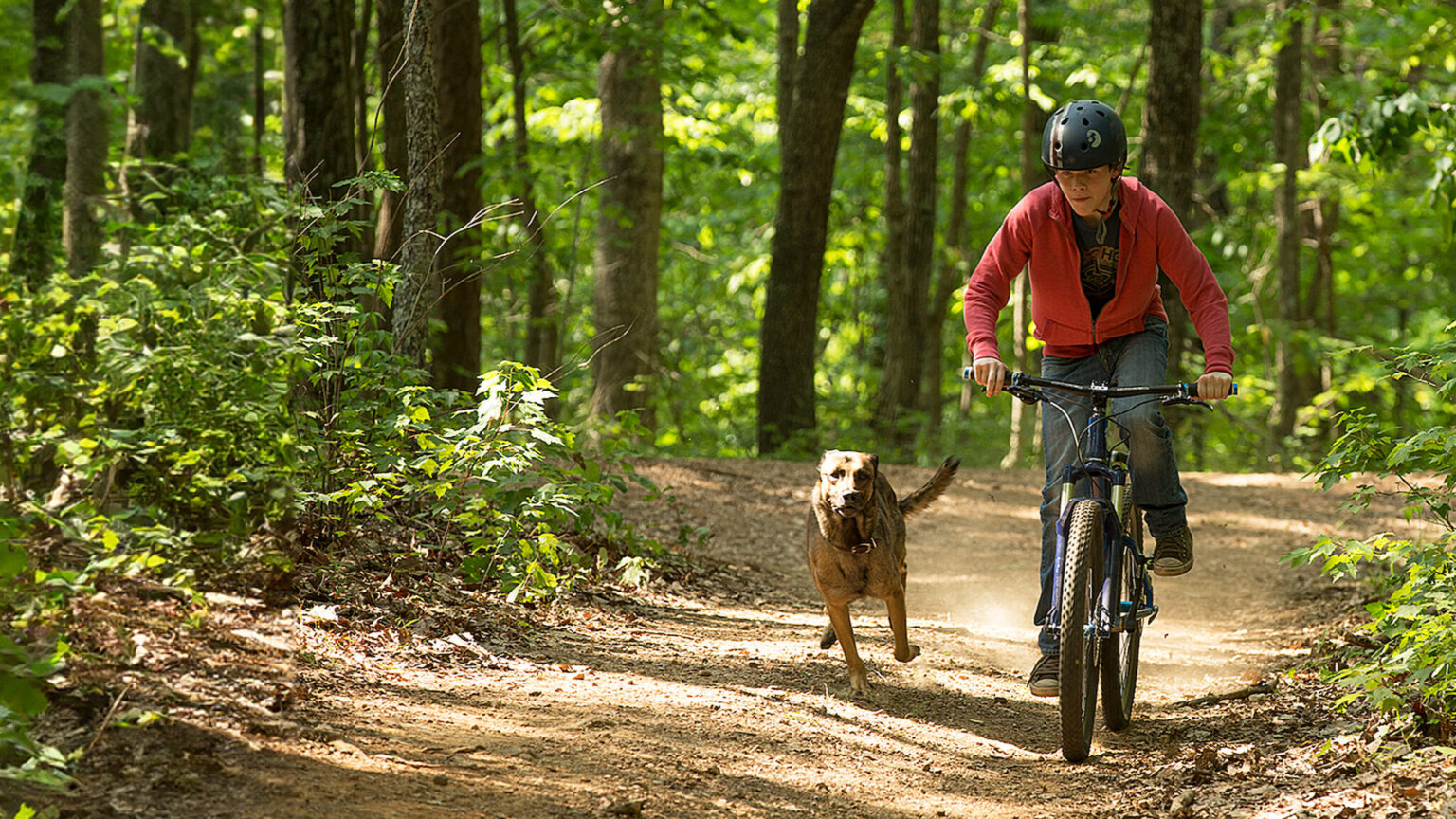 Max: dog-movie tra patriottismo e racconto - Recensione